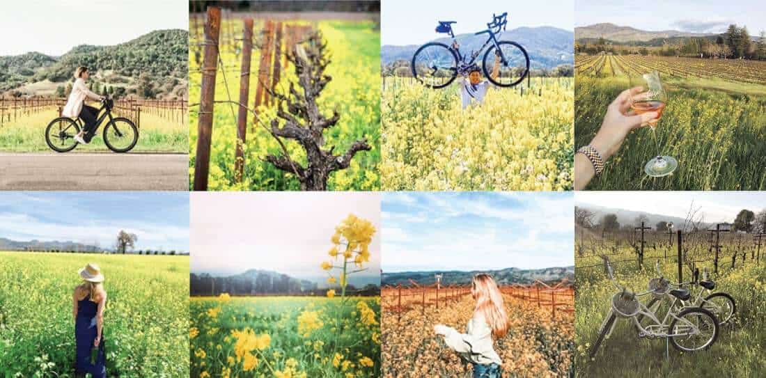 Experience the Magic of Napa Valley Mustard Season • Napa Valley Bike ...