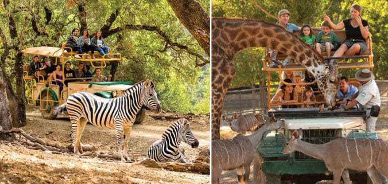 Navigating Napa With Kids? Here Are 15 Family-Friendly Things to Do in ...